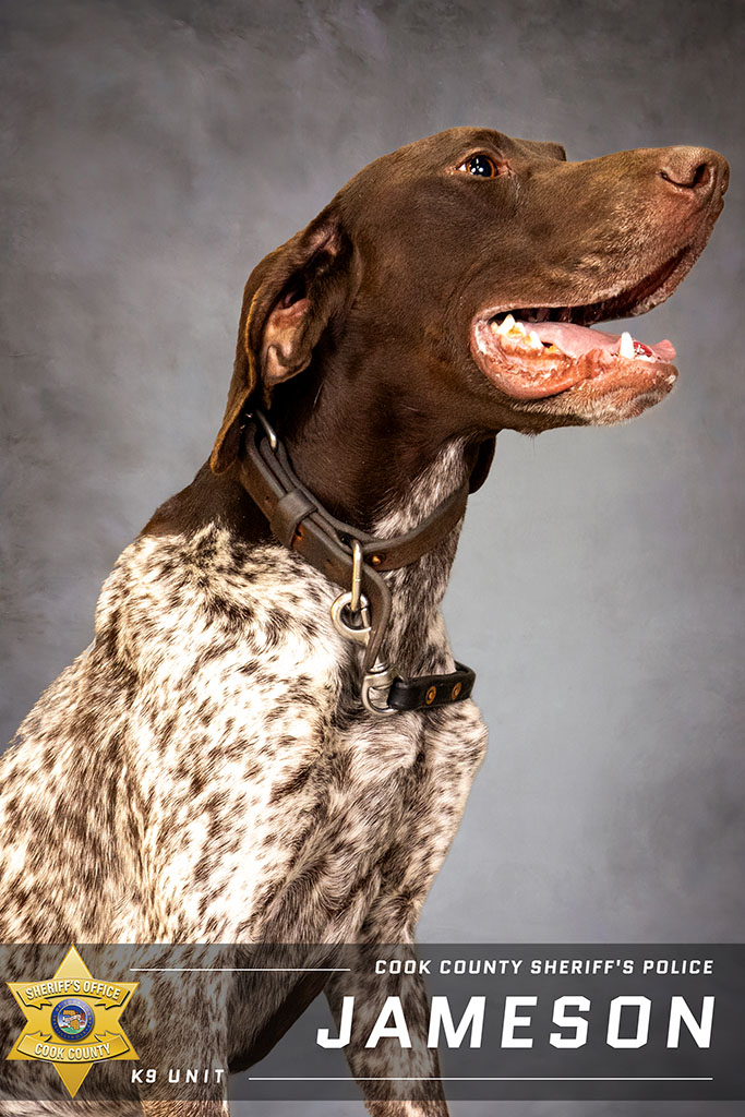 Cook County Sheriff’s K9 Unit | Cook County Sheriff's Office